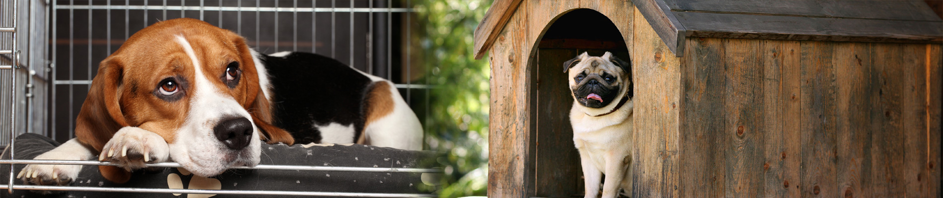 Dog Kennel Services In Cork - Local Services in Ireland
