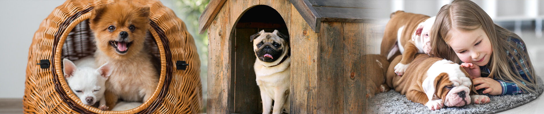Dog Kennel service in Waterford
