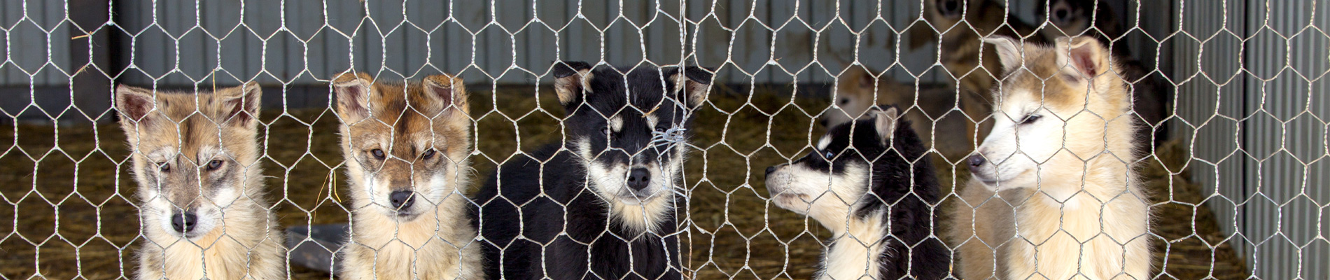 Dog Kennel Services in Athlone
