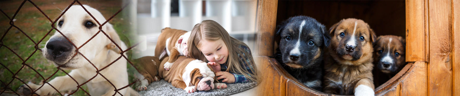 Dog Kennel Services in Bray